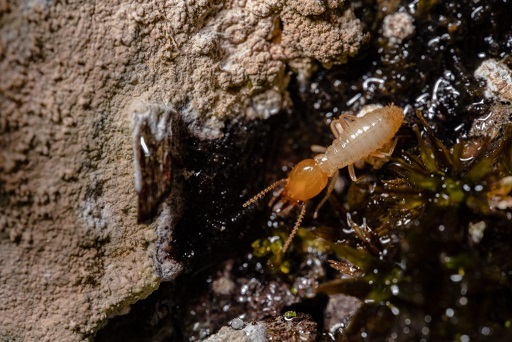 Fullerton Termite & Pest Control Services - 20+ years exper