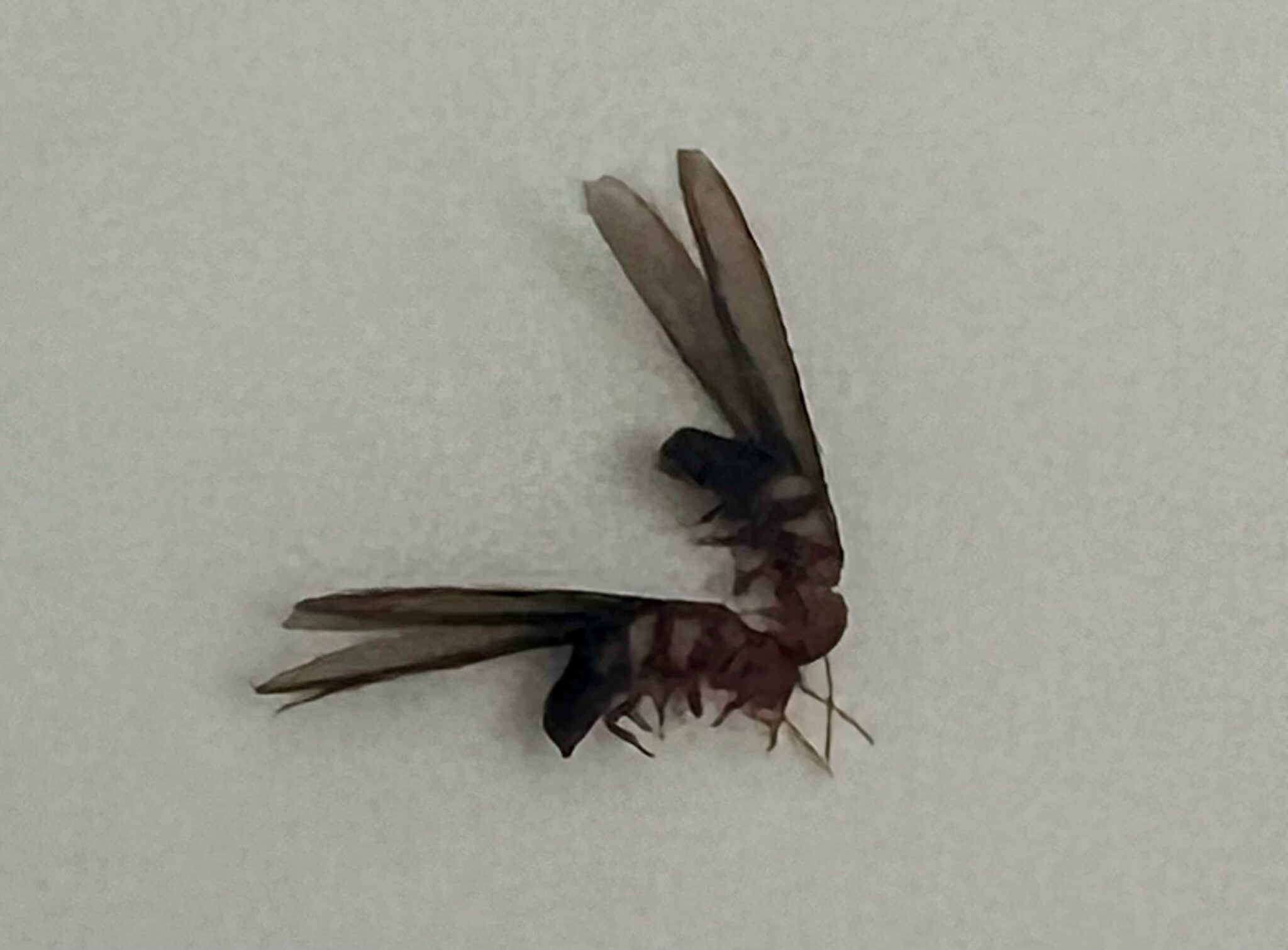 Understanding the life cycle of termites - BugPro