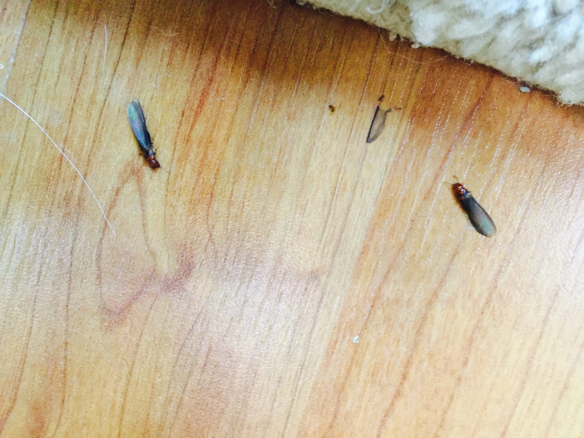 Understanding the life cycle of termites - BugPro