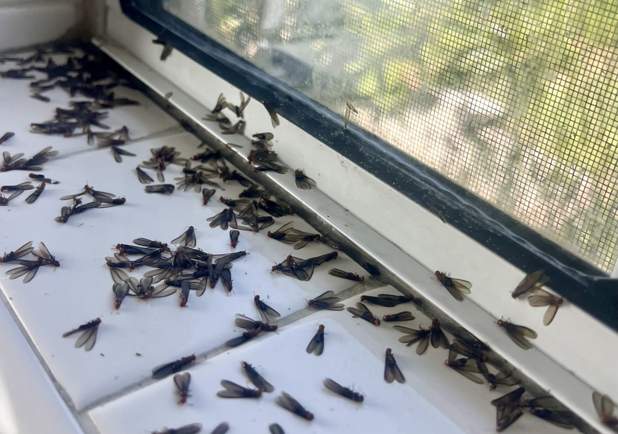 Termites secondary reproductives - BugPro