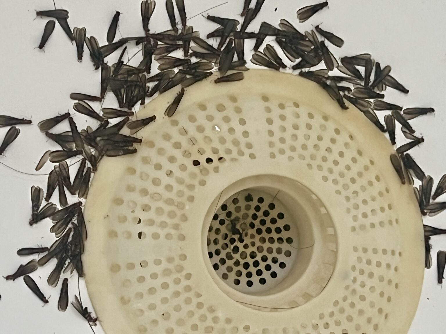 Nylofume Bags - BugPro