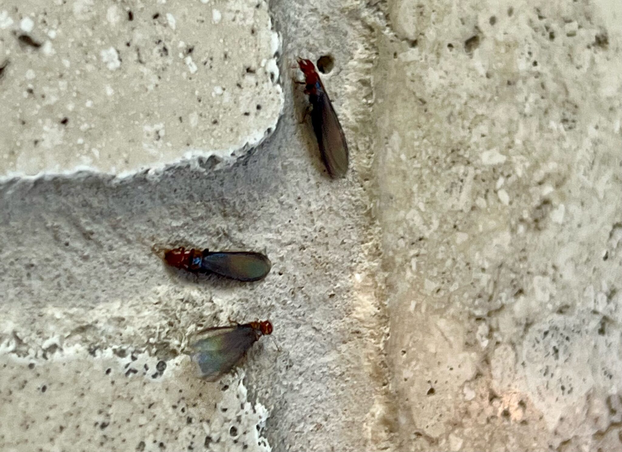 Nylofume Bags - BugPro